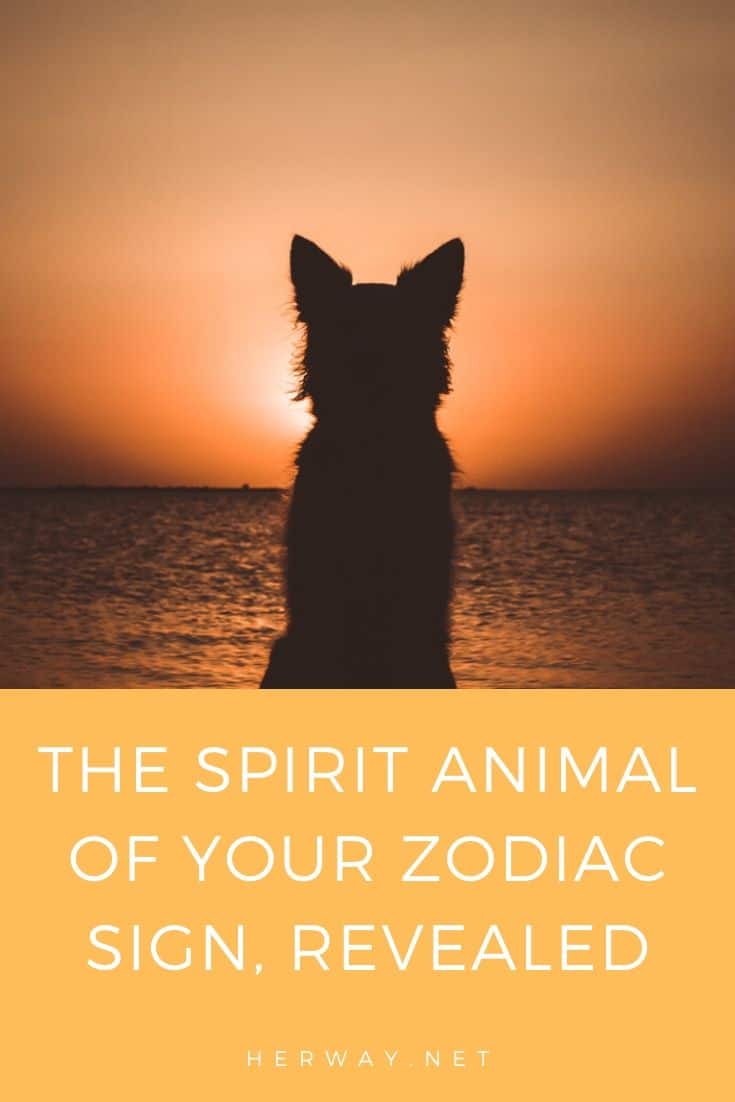 12 Zodiac Signs And Their Spirit Animal Revealed