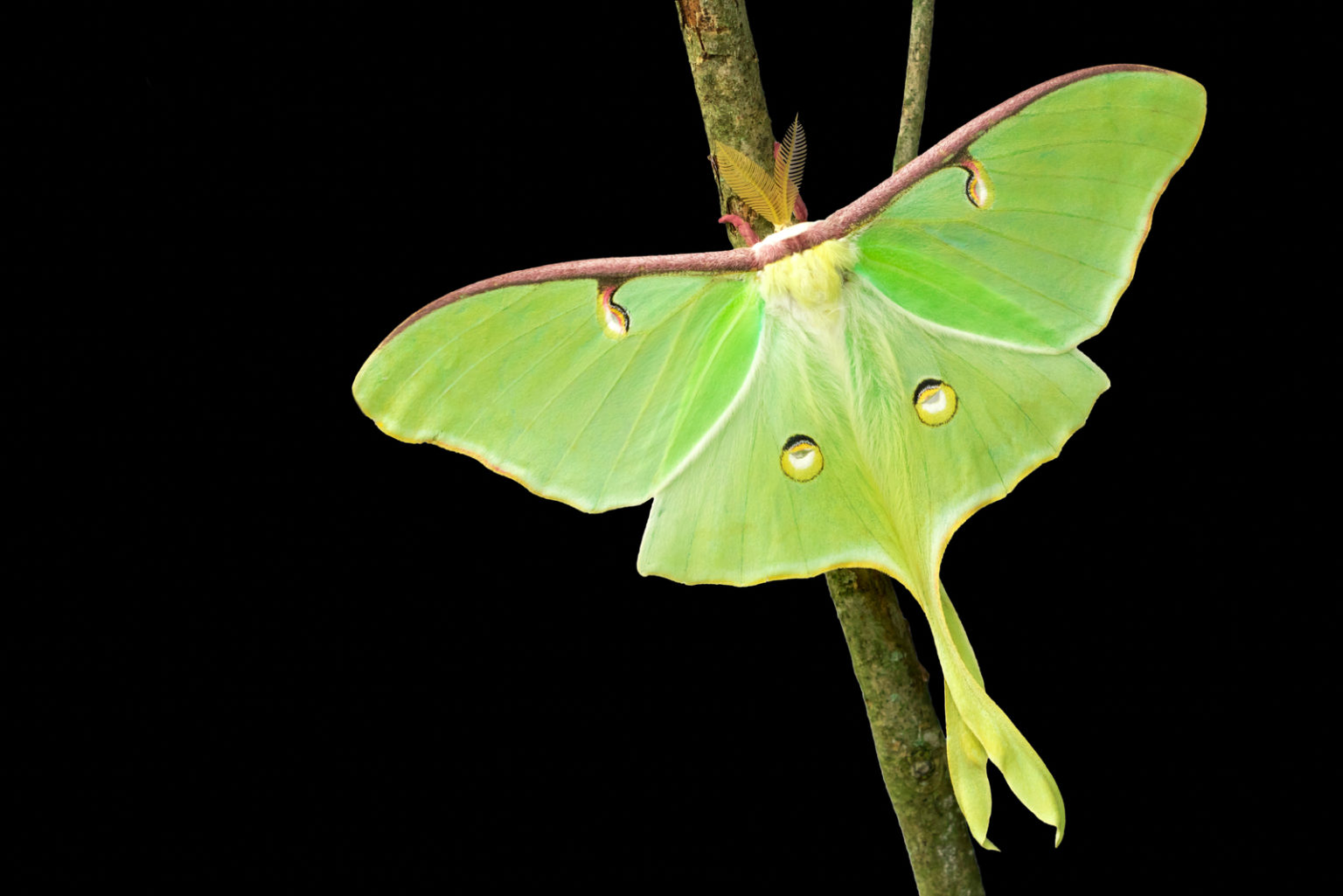 Luna Moth Meaning: 15 Hidden Spiritual Symbols