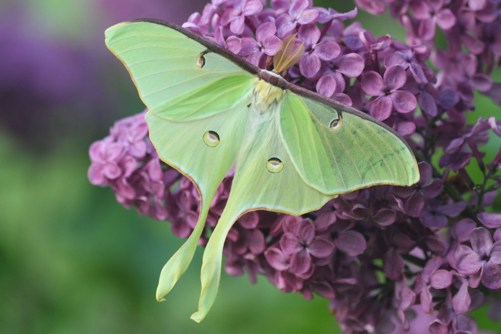 Luna Moth Meaning: 15 Hidden Spiritual Symbols