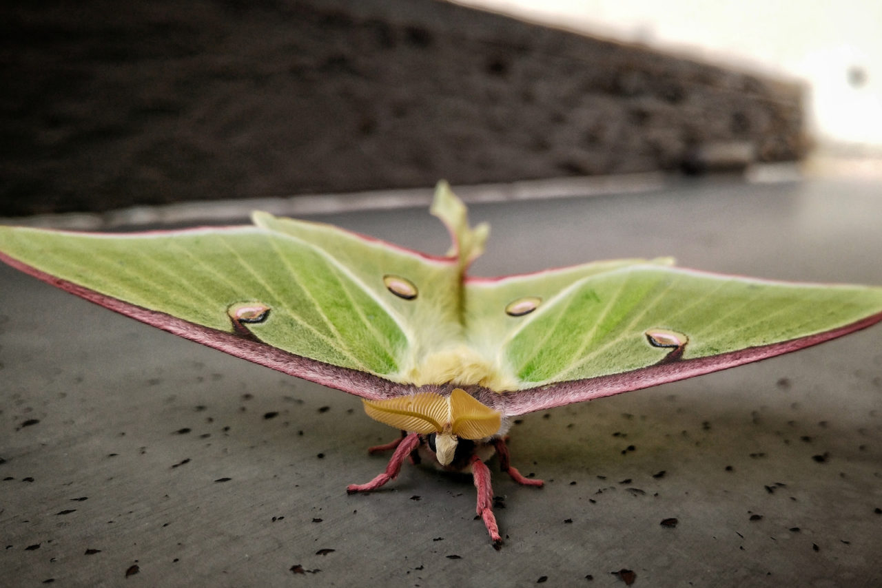Luna Moth Meaning: 15 Hidden Spiritual Symbols