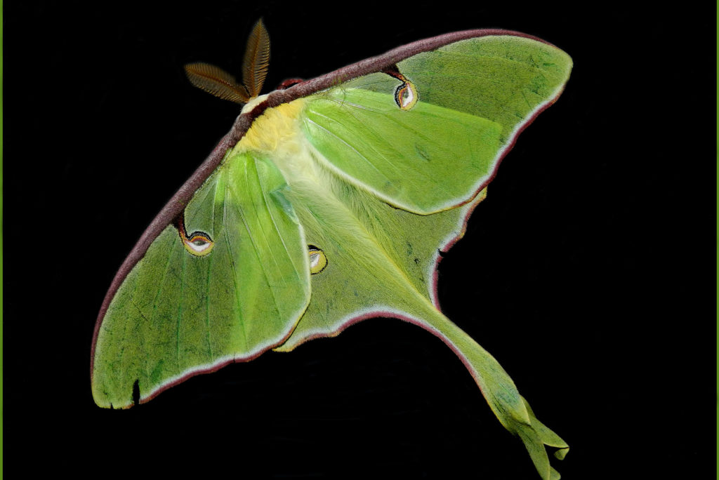 Luna Moth Meaning: 15 Hidden Spiritual Symbols