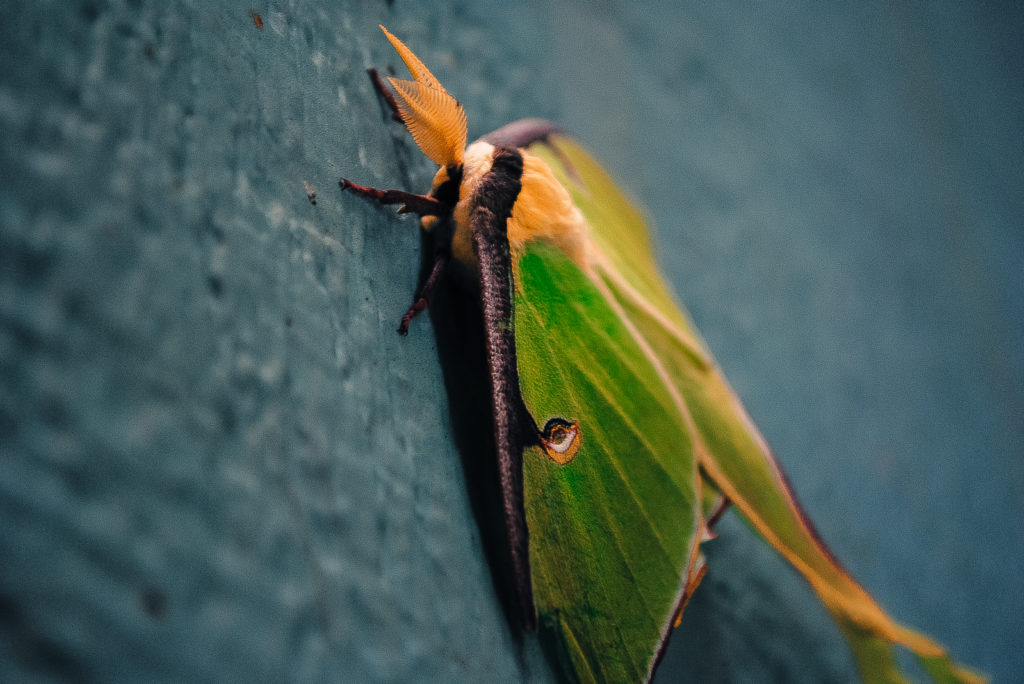 Luna Moth Meaning: 15 Hidden Spiritual Symbols
