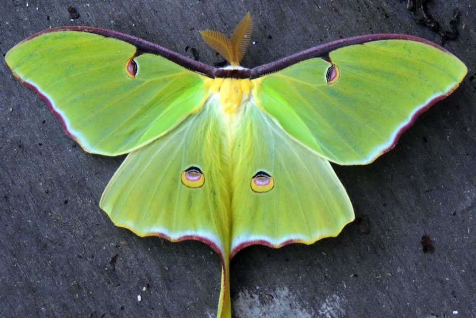 Luna Moth Meaning: 15 Hidden Spiritual Symbols