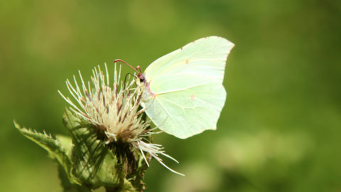 Significato e simbolismo della farfalla bianca: Gli angeli della natura