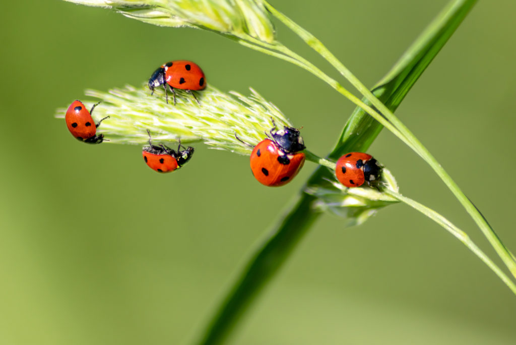 Why Are Ladybugs Good Luck? Here Are 4 Surprising Reasons
