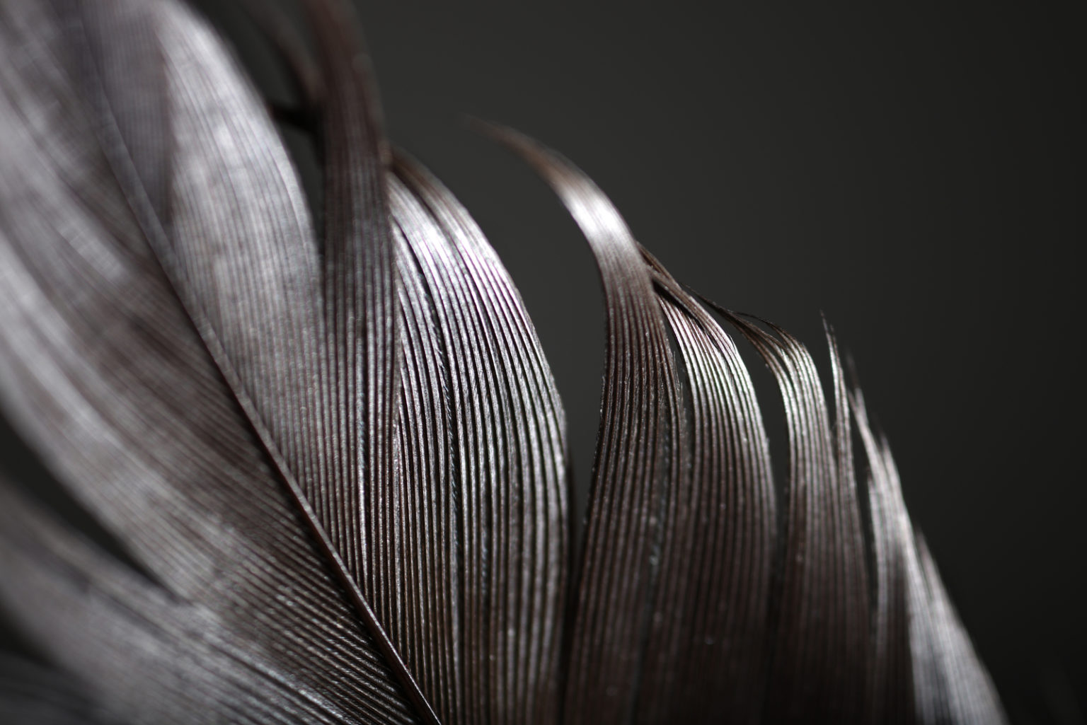Grey Feather Meaning: 8 Ways To Interpret The Message