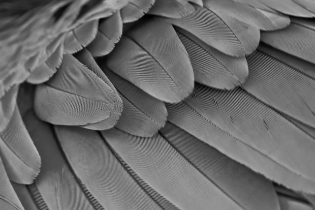 Grey Feather Meaning: 8 Ways To Interpret The Message