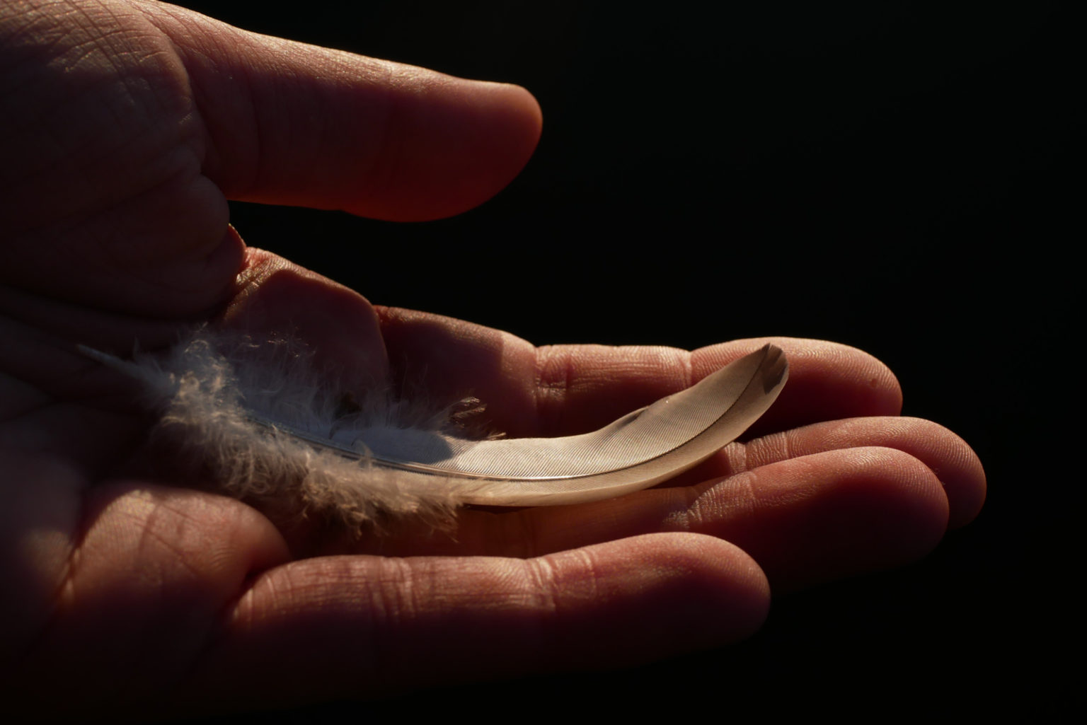 Grey Feather Meaning: 8 Ways To Interpret The Message